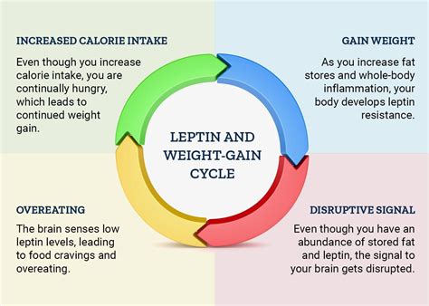 How To Prevent Leptin Resistance Leptin Leptin Resistance Leptin