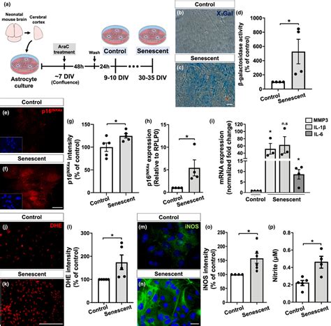 Characterization Of A New In Vitro Model For Astrocyte Senescence A
