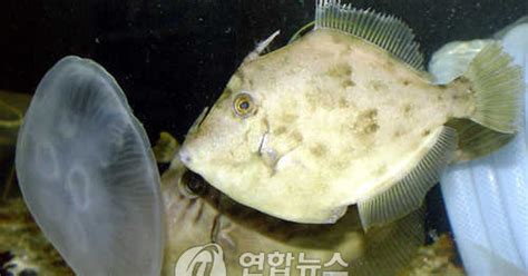 부산 해수욕장 독성 해파리떼 쥐치로 퇴치