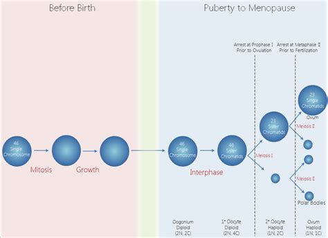 Fertilization Chromosomes