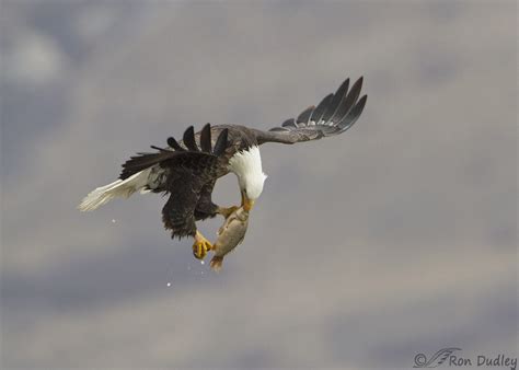 What Does The Sea Eagle Eat What Do Eagles Eat Diet And Facts Uesxp