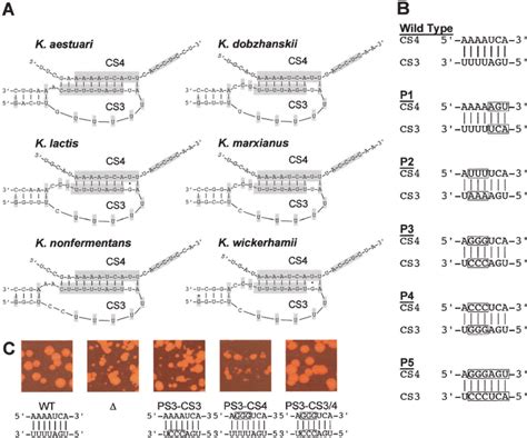 Disruption Of Cs3cs4 Base Pairing A Predicted Pairing And Local Download Scientific Disruption Of Cs3cs4 Base Pairing A Predicted Pairing And Local Download Scientific