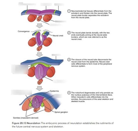 Embryonic Folding Organogenesis 4 Diagram Quizlet