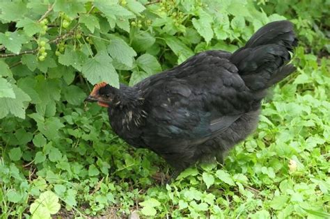 Hähne Reinrassiger Silverudds Blå Junghahn In Schwarz Gold Kaufen