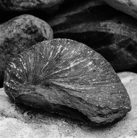 Jurassic Coast Fossils Pinhay Bay Dorset Gryphaea Fossils Jurassic Coast Dorset Jurassic Coast Fossils Pinhay Bay Dorset Gryphaea Fossils Jurassic Coast Dorset