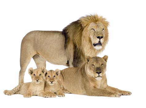 4k 5k Big Cats Lions Cubs Lioness Hd Wallpaper Rare Gallery