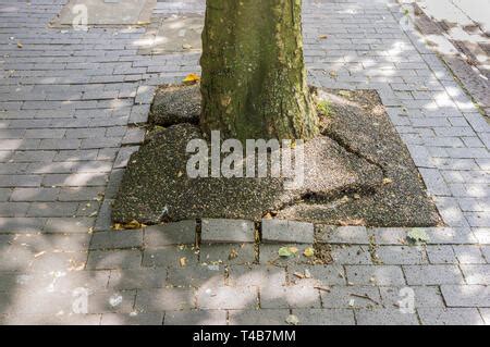 Cracks In The Pavement Caused By Tree Roots UK Stock Photo 17461270 Alamy