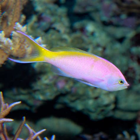 Elevate Your Reef Tank By Buying Stunning Bartletts Anthias