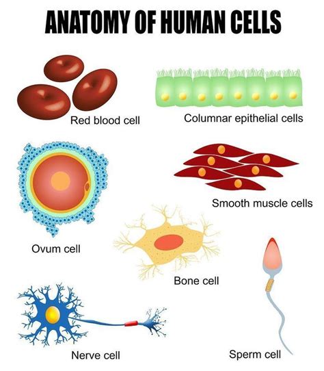 Human Body Cell Human Body Cell Structure Science Biology Science