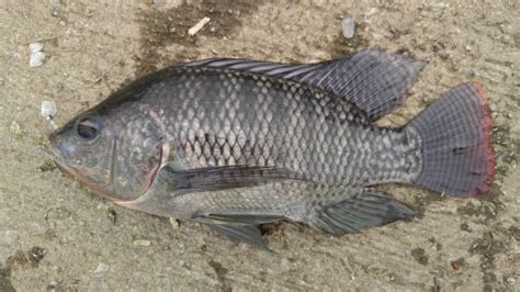 Tilapia Nilotica