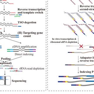 Sc SnRNA Seq Of FFPE Samples Based On Gene Probe Capture Techniques Download Scientific