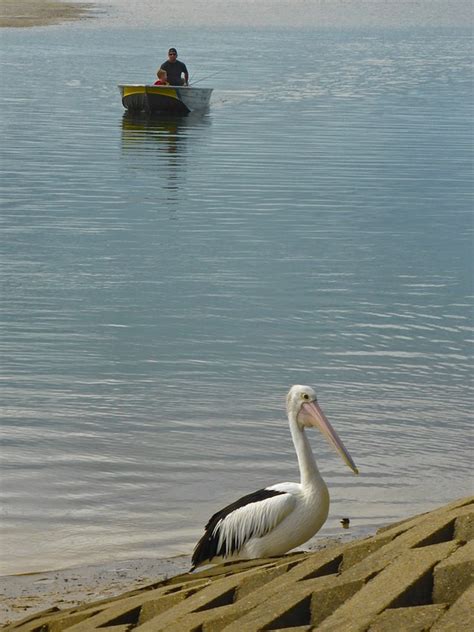 Pelican Fisherman Boat - Free photo on Pixabay