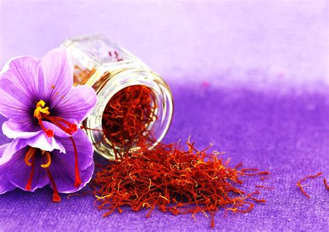 Complete Guide To Saffron Cultivation In India Khethari