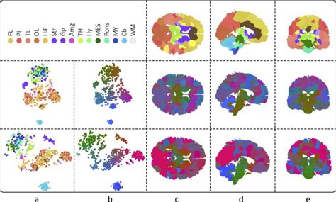 Anatomical View On The Genome Wide Gene Expression Similarity Within