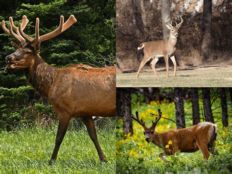 Whitetail Deer Vs Mule Deer Vs Elk Hunting Notes From An Arizona Hunter OutdoorMeta