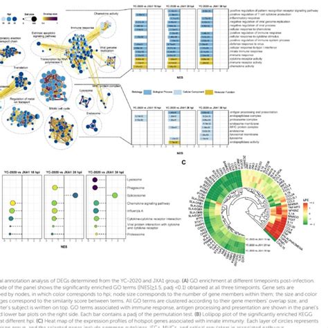 Rna Seq Mapping Statistic And Virus Transcripts Validation Assays A