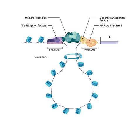 Dna Looping In Transcriptional Regulation Biorender Science Templates