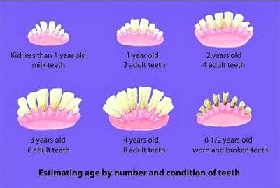 Goat Teeth Age Chart Goat Teeth Size Chart Exmmjv