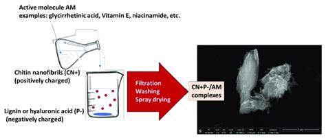 The Ionic Gelation Method To Produce The Complex Between Hyaluronic Download Scientific Diagram