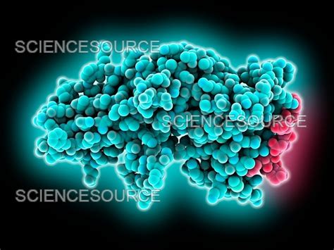Ap 2 Clathrin Adapter Appendage Comple Stock Image Science Source Images