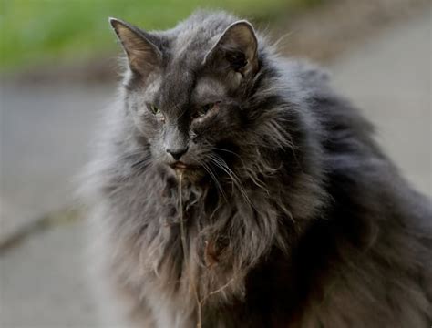 Why Is My Cat Drooling Thick Saliva 12 Vet Reviewed Reasons