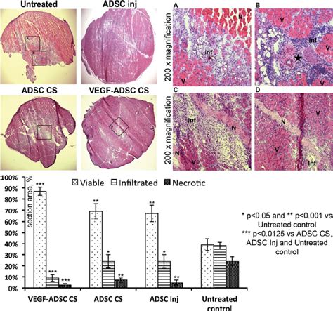 Reduction Of Skeletal Muscle Necrosis And Infiltration After Delivery
