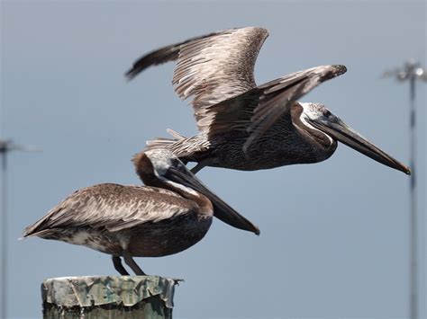 Eastern Brown Pelicans Pelecanus Occidentalis Carolinensi Flickr