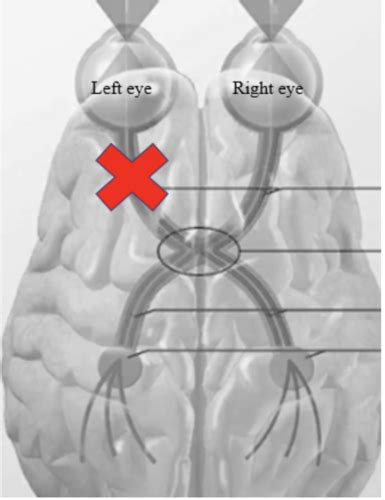 Exam 3 Short Answers Flashcards Quizlet