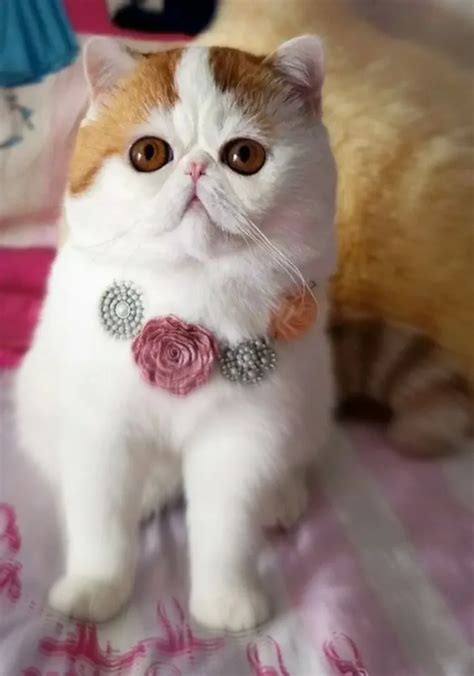 Пять пород кошек с приплюснутой мордой МанкиБлог Дзен