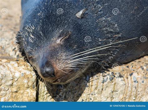 Lobo Marino Ascendente Cercano De Nueva Zelanda Del Retrato Forsteri