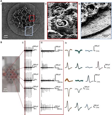 Highly Customizable 3d Microelectrode Arrays For In Vitro And In Vivo Neuronal Tissue Recordings
