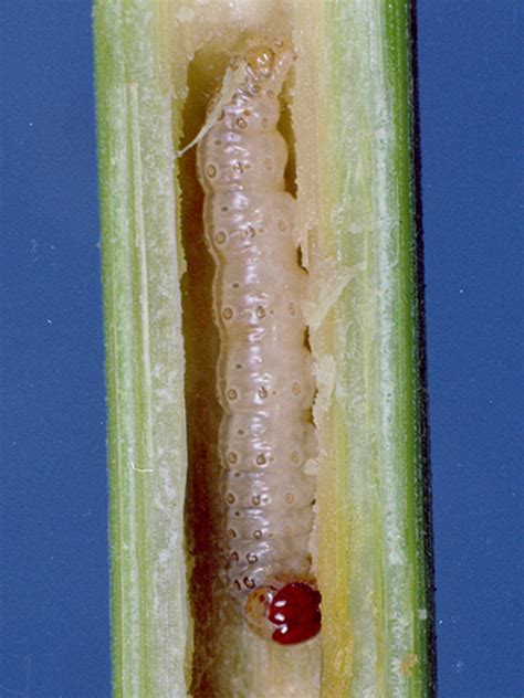 European Corn Borer Usu