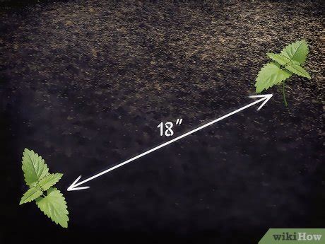 How To Grow Catnip Steps With Pictures WikiHow