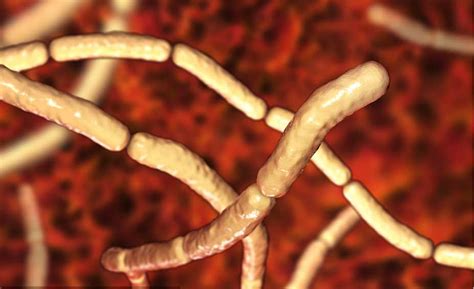 Bacillus Subtilis As Vaccine Vectors Creative Biolabs