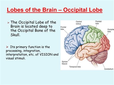 19 Cerebral Hemisphere Functions 1 Pptx