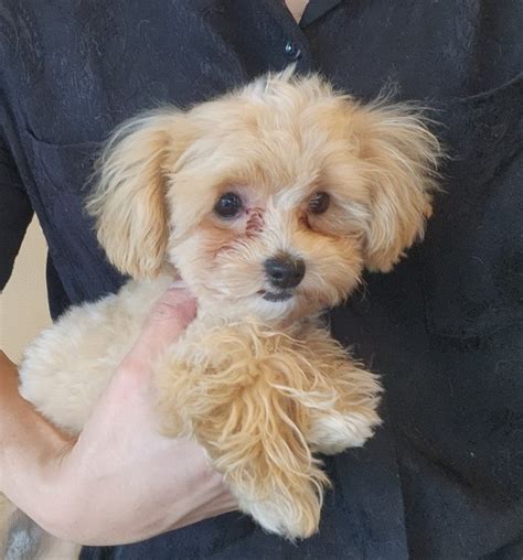 말티푸 감자 래브라도리트리버입양 닥스훈트입양 도베르만입양 말티치입양 말티폼입양 빠삐용입양 사모예드입양 스피츠입양 시바견입양 시베리안허스키입양 시츄입양 요크셔테리어입양