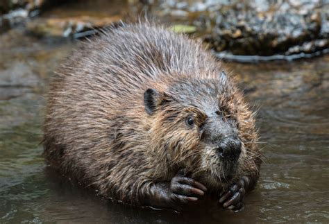 Leave It To Beavers Defenders Of Wildlife
