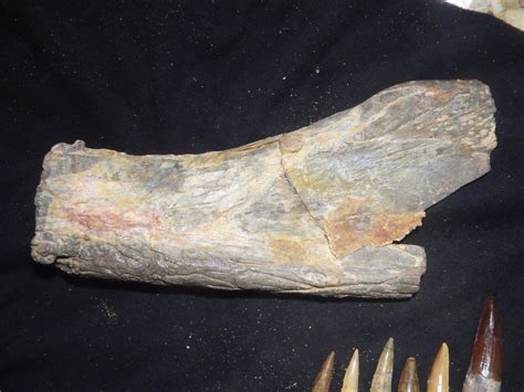 Auction Spinosaurus Jaw Is It Real How To Recognize Fossil Fabrications The Fossil Forum