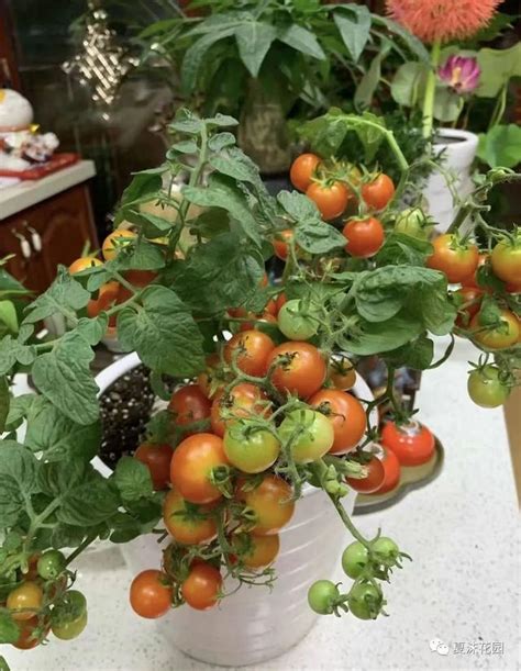 陽台養小番茄爆果技巧分享，掌握了以下幾條，就能成功了 每日頭條