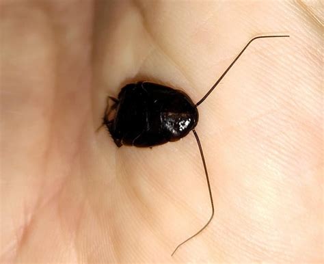 Can Anyone Identify This Roach Rwhatsthisbug