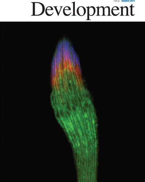 Apical Ectodermal Ridge Morphogenesis In Limb Development Is Controlled