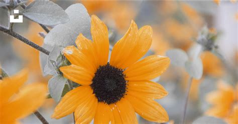 나뭇잎으로 둘러싸인 검은 색 중심이있는 노란색 해바라기 사진 Unsplash의 무료 꽃 이미지