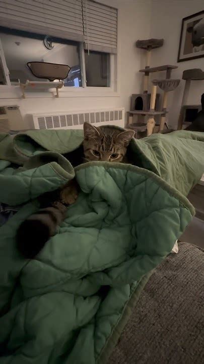 Chompy The Kitten Drums To His Own Beat Kitten Cute Funny Cat Catvideos Youtube