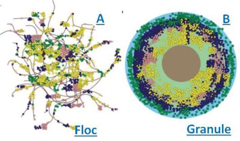 Schematics Showing Structural Differences Between A Typical Floc And Download Scientific
