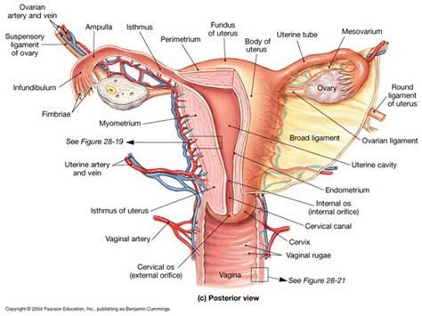 Female Reproductive Anatomy Reproductive Medbullets Step 1