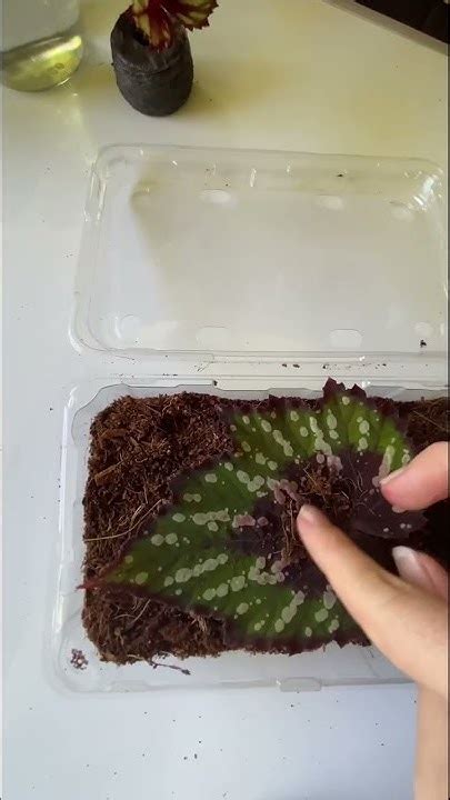 3 Ways To Propagate A Begonia 🌱 Propagation Plantwithme Begonia