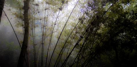 Catherine Thompson Kendo Grading In Bangkok Indiegogo