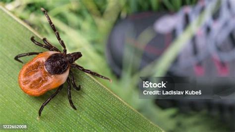 녹색 잔디에 하이킹 부츠에 숨어 사슴 진드기와 발 익소데스 리시누스 또는 견갑골 자연의 위험 진드기에 대한 스톡 사진 및 기타