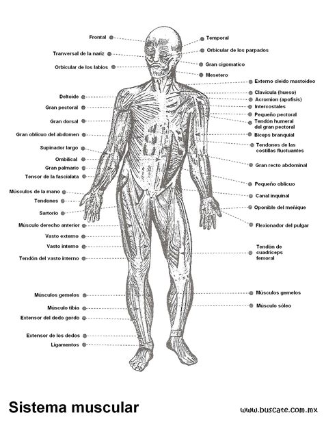 Esquema Del Sistema Muscular Con Los Nombres De Sus Partes Sistema