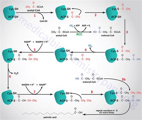 Phospholipid Synthesis Dehydration